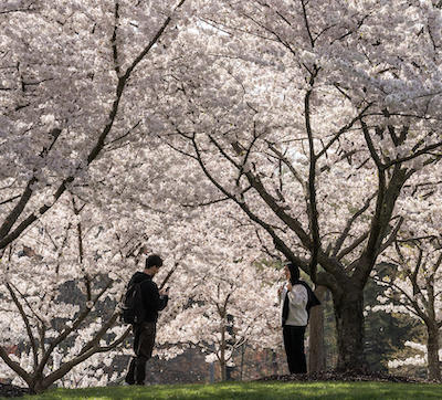 In the Pink: Mason’s Cherry Tree Grove turns 30 | George Mason ...